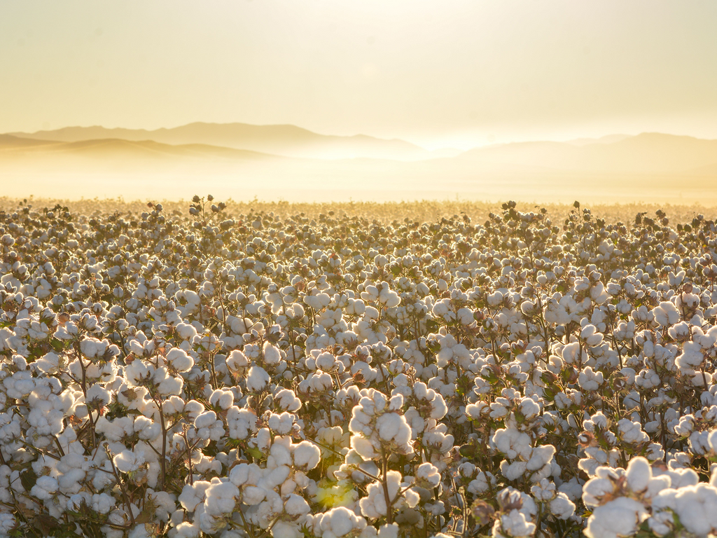 Benefits of Organic Cotton – MATE the Label
